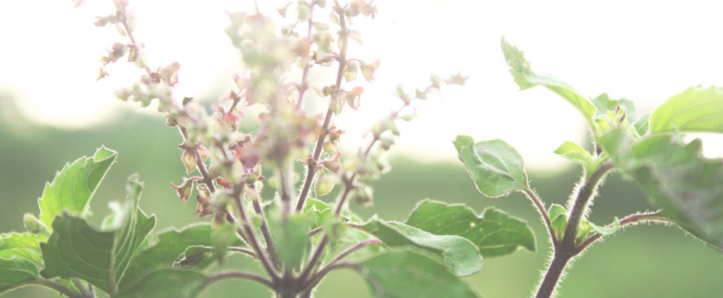 BASILIC SACRÉ / TULSI - Ocimum sanctum / Ocimum tenuiflorum - L ...