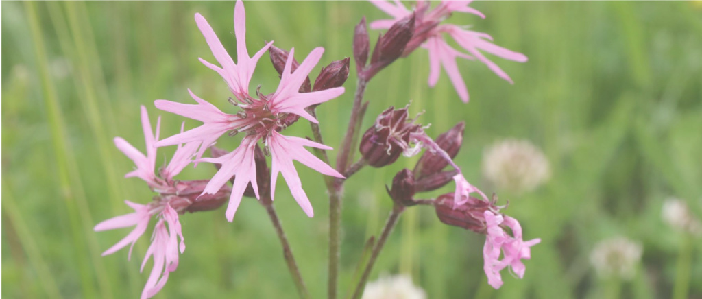 LYCHNIS FLEUR DE COUCOU - Silene flos-cuculi / Lychnis flos-cuculi - L ...
