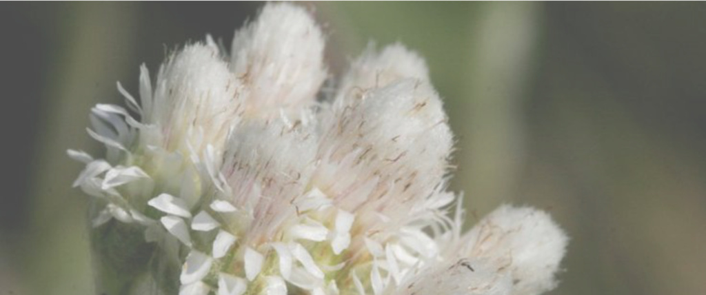 PIED DE CHAT DIOÏQUE / ANTENNAIRE DIOÏQUE - Antennaria dioica - L ...