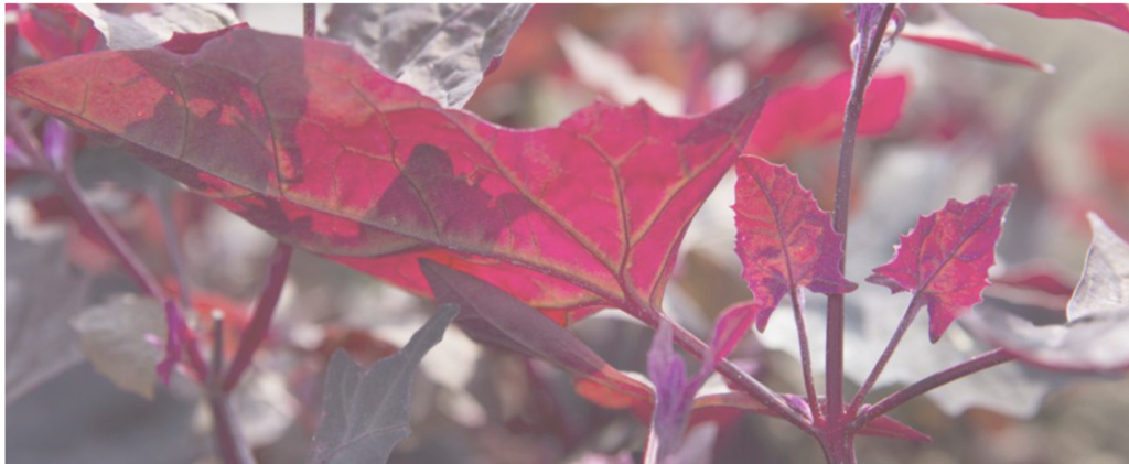 ARROCHE DES JARDINS ROUGE - Atriplex hortensis 'Rubra' - L'Apothèque du ...