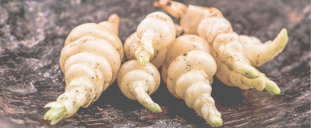 CROSNES DU JAPON - Stachys affinis - L'Apothèque du Jorat