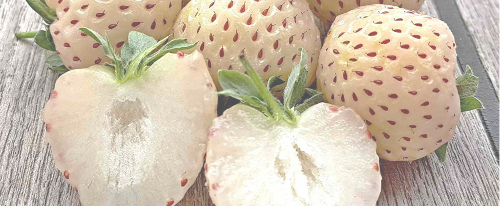 FRAISIER 'ANANAS BLANC' - Fragaria x ananassa 'Ananas Blanc' - L ...